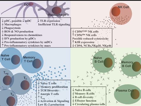 Immunosenesence Of The Aging Immune System The Adult Immune System