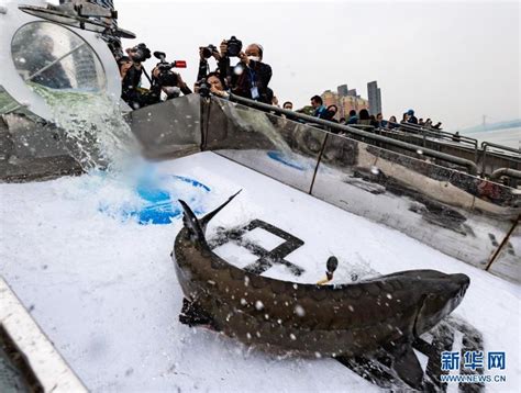 长江三峡放流10000尾子二代中华鲟新闻频道中国青年网