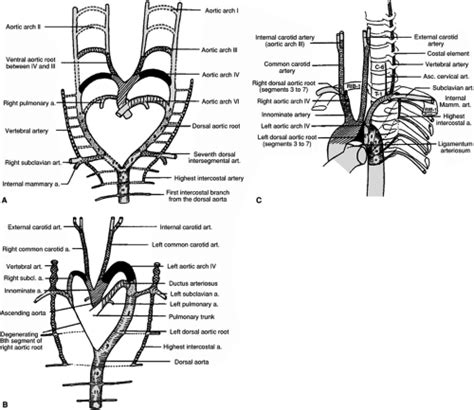 Cardiovascular Embryology Obgyn Key