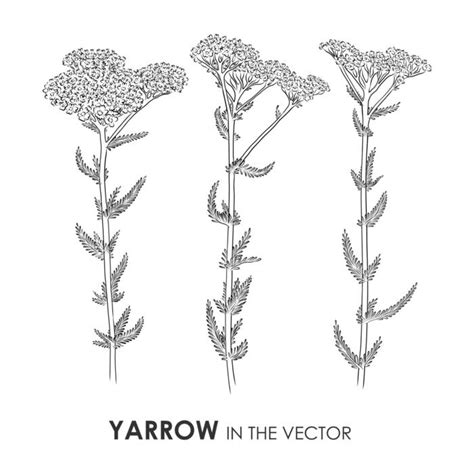 Yarrow Stem Vector Art Icons And Graphics For Free Download