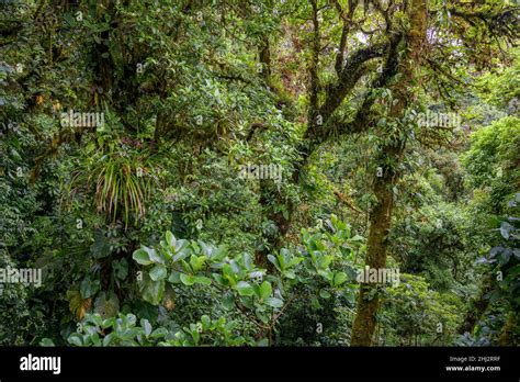 Rainforest In Selvatura Park Seen From A Suspension Bridge Monteverde