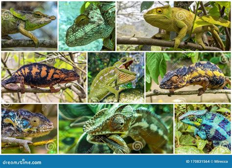 Collage Of Beautiful Chameleon Different Types Of Chameleon Endemic