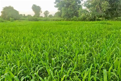 ပွင့်ဖြူမြို့နယ်၌ ယခုနှစ် ဆောင်းသီးနှံစိုက်ပျိုးရာသီတွင် ကျွဲန