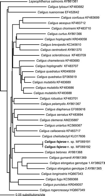 neighbor joining phylogram showing relatedness among cox1 gene