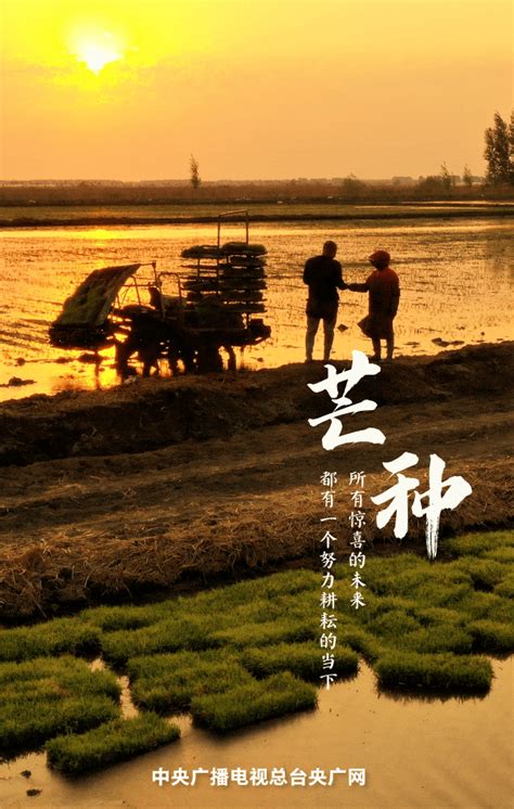 芒种悄然至人生丰收时 收获