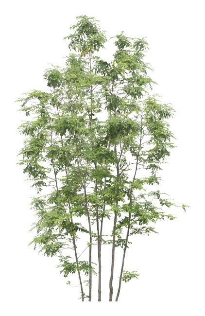 Tree ZIP CAD Drawing Designs CAD