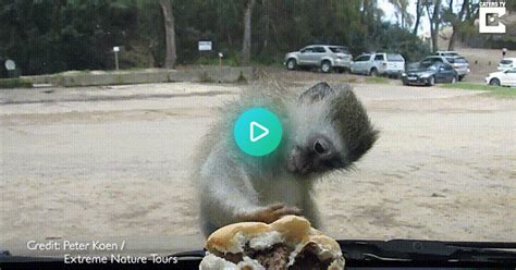 Stop Teasing Me You Invisible Force Field  On Imgur