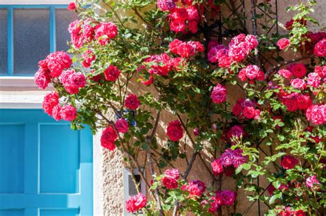 Всички ги изхвърляте а аз ги заравям под розата в двора Цяло лято ухае и е отрупана с цветове