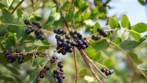 Premium Photo Acai Berries On The Tree On A Natural Farm