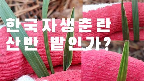 한국춘란 산채 산반밭인가 봅니다 난초랑 Youtube