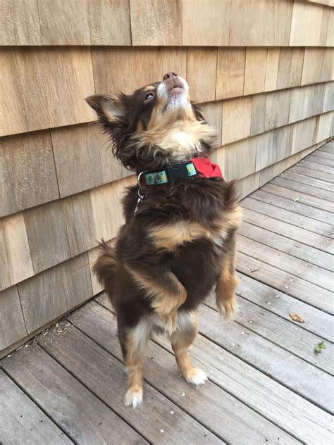 Smol Pupper Does A Dance Rarepuppers