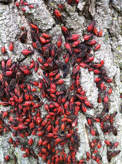 Pin By Ants Complete Pest Control On Box Elder Bugs Box Elder Bugs Stink Bugs Box Elder