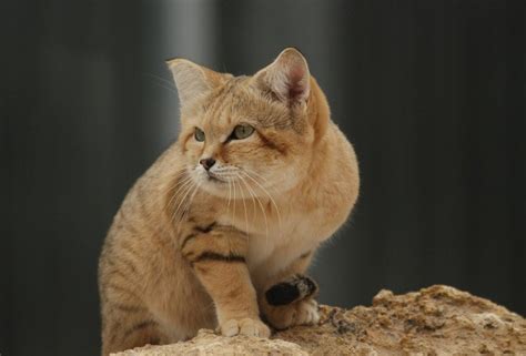 Animals Encyclopedia Facts Pictures And Questions