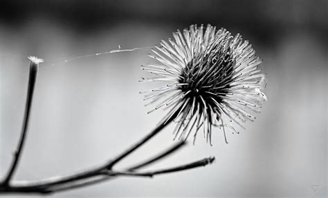 La Vieça Pique Et ça Ne Tient Quà Un Fil Nous Somme Flickr
