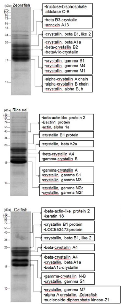 Comparative Proteomics Analysis Identified Lens Proteins From Download Scientific Diagram