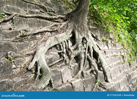 Whole Black Tree Roots Stock Photos Download Royalty Free Photos