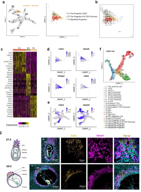 项目文章 Cell Discovery（if 38 08）单细胞测序揭示小鼠胎盘滋养层细胞谱系发育轨迹 知乎