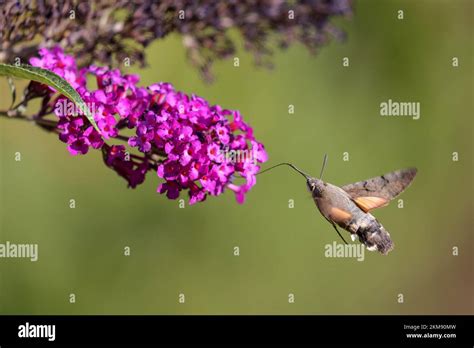 Hummingbird Hawk Moth Macroglossum Stellatarum A Hummingbird Like