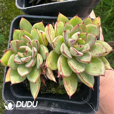[rts]echeveria Cinderella Double Head Dudu Wholesale Rare Live Succulents Plants Grower