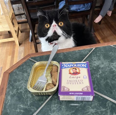 Elvis Looks Very Distinguished With His Cat Mustache Rnoseycat