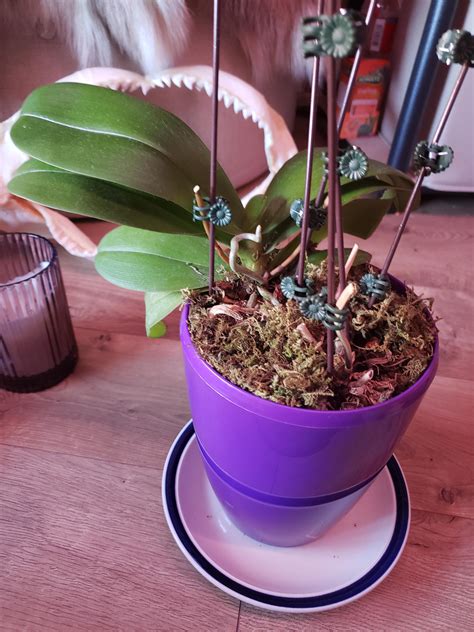 Fully Automatic Cave Root Farm R Quarkmod