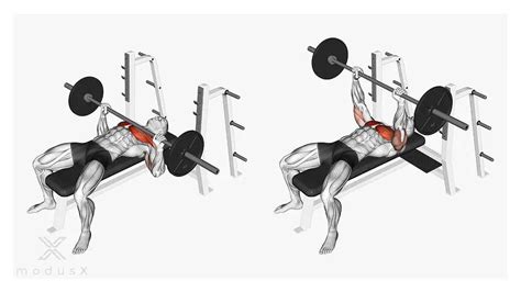 470 Krafttraining Übungen Kraftübungen Modusx