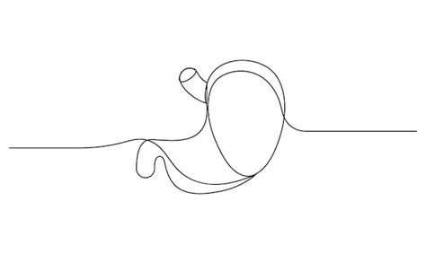 터 연속 해부학적 인간 배의 하나의 간단한 단일 추상적인 선 그림 프리미엄 벡터