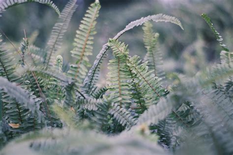 집 밖의 가벼운 거친 경치 경치가 좋은 고요한 광야 광합성 그림자 나뭇잎 낮 녹색 무성한 봄 삼림지대 생물 다양성 생체 생태 생태계 성장