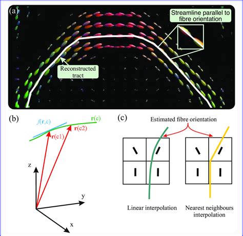 6 Tractography A An Intuitive Representation Of A White Matter Download Scientific Diagram