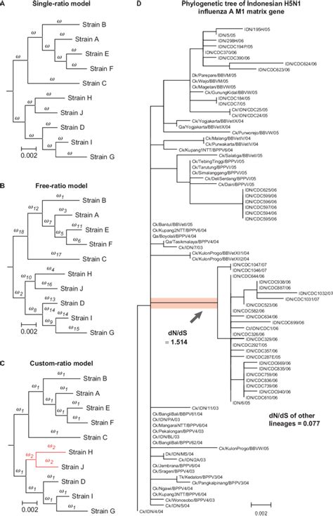 Illustrations Of The Basic Codon Model And Different Lineage Specific Download Scientific