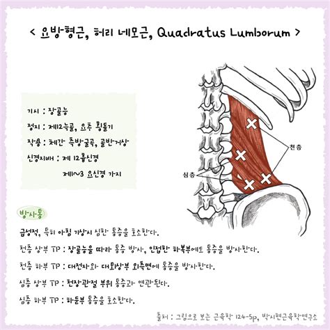 박시현근육학연구소 출처 그림으로 보는 근육학 128 129p 재미있는 근육학 이야기 144p 나의 요방형근은 안녕하신가요 박시현근육학연구소 박시현근육학