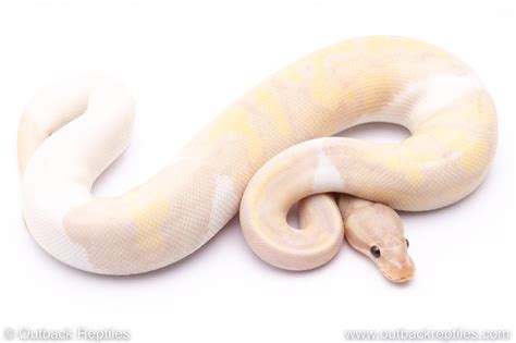 Super Banana Ball Python