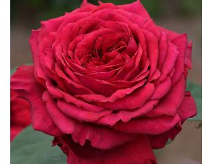 АНГЛИЙСКИЕ И ФРАНЦУЗСКИЕ РОЗЫ Роза четырех ветров Rose Des 4 Vents