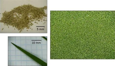 Turf Grass Idents 2023 Flashcards Quizlet