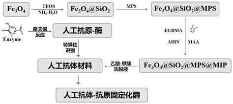 基于人工抗体 抗原的固定化酶体系的构建方法与应用