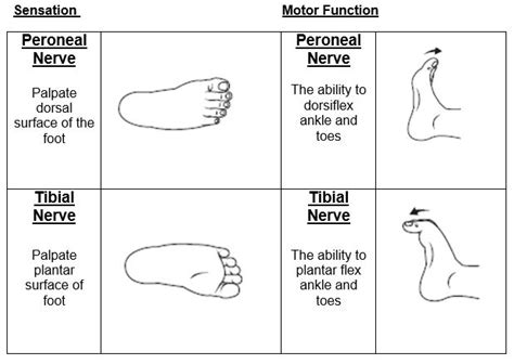 Clinical Guidelines Nursing Neurovascular Observations