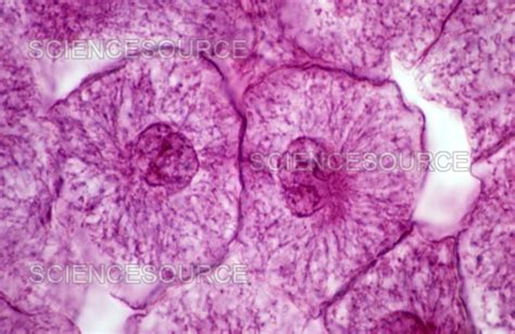 Interphase Mitosis Slide