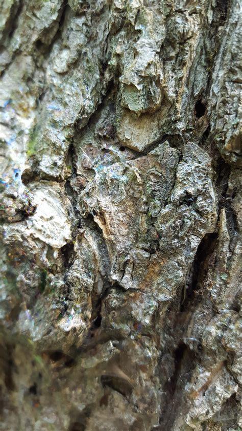 219 Best R Slimemolds Images On Pholder This Clear Slime Was