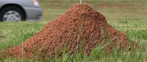 Are There Ant Mounds In Your Lawn With No Center Hole Weedex Lawn Care