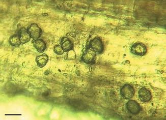 Formulation Of Pochonia Chlamydosporia For Plant And Nematode