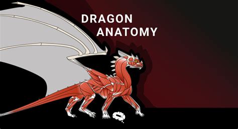 What Exactly Is Dragon Anatomy And What Is It Based On