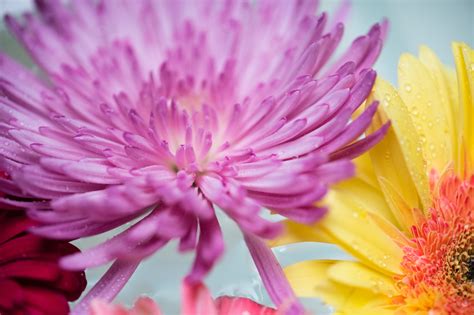 Free Images 4k Wallpaper Background Beautiful Bloom Blooming