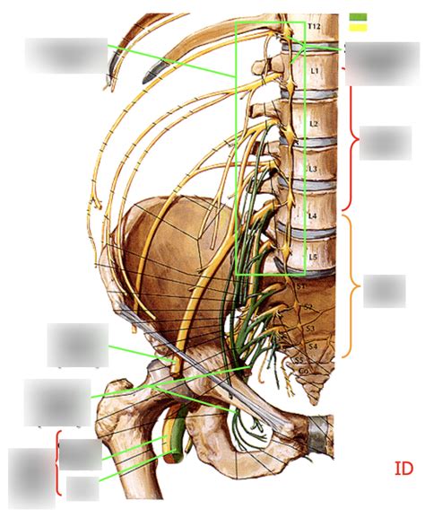 Lumbosacral Plexus Diagram Quizlet