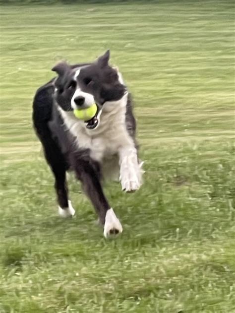 Im The Best Good Girl And I Love Playing Catch R Bordercollie