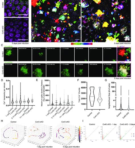 Cx43 Modulates Homeostatic Intercellular Ca 2 Signaling Dynamics In Download Scientific