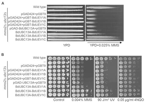 Functional Complementation Of The Yeast Ubc13 Mms2 Null Mutant By