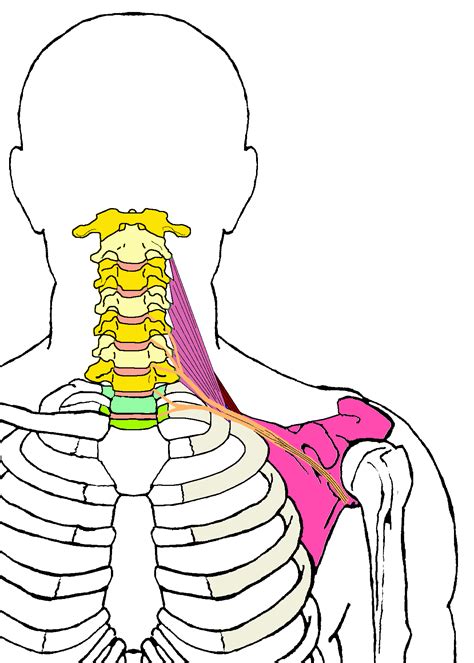 Thoracic Outlet Functional Anatomy Integrative Works