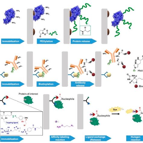 Pdf Solid Phase Protein Modifications Towards Precision Protein