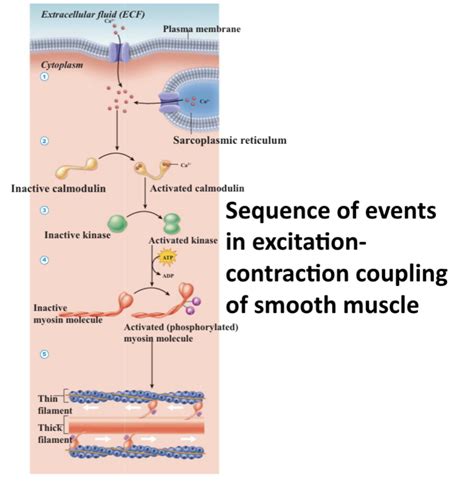 Smooth Muscle Contractile Process Diagram Quizlet