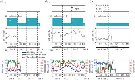 Impact Of Cell Ecm Adhesion On Plasticity Of Motility A B Cell
